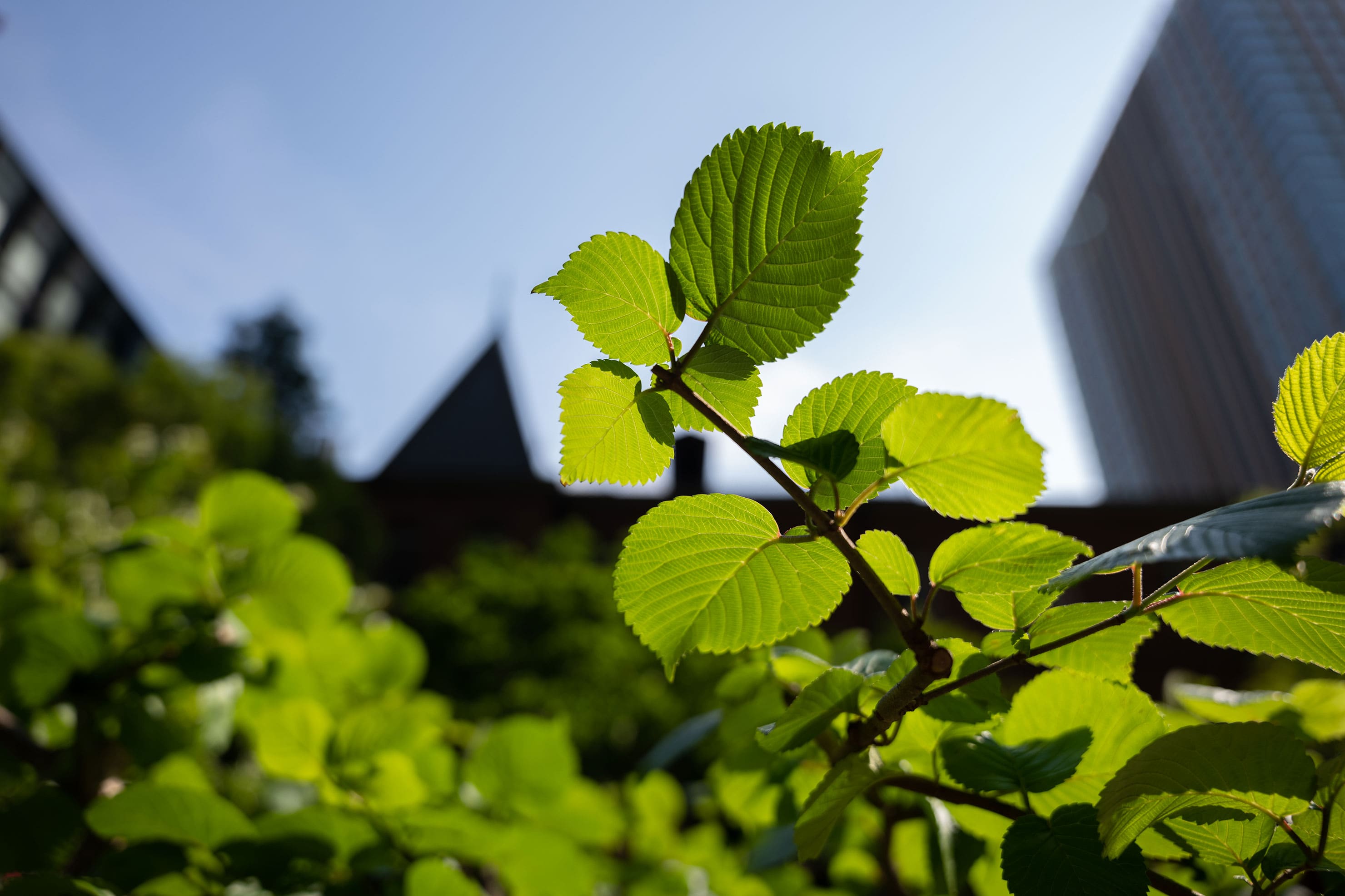 Leica バリオ・エルマリート SL f2.8/24-70mm ASPH. レビュー × 藤井智弘 | SLレンズ初の全域F2.8標準ズーム