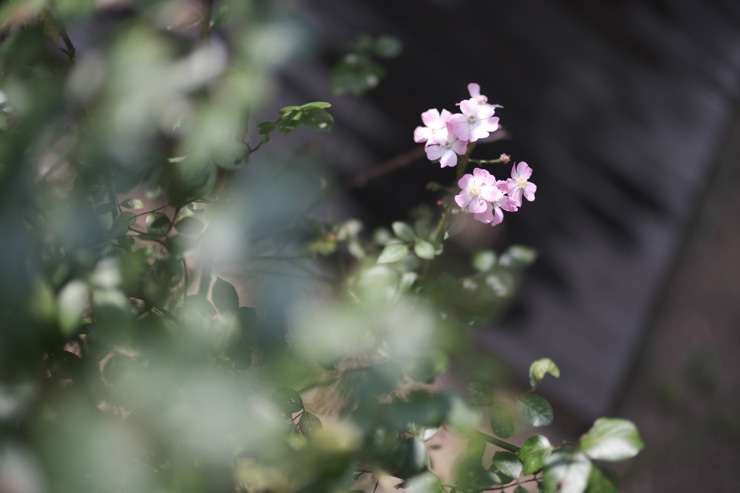 Voigtlander NOKTON 35mm F0.9 Aspherical X-mount 実写レビュー