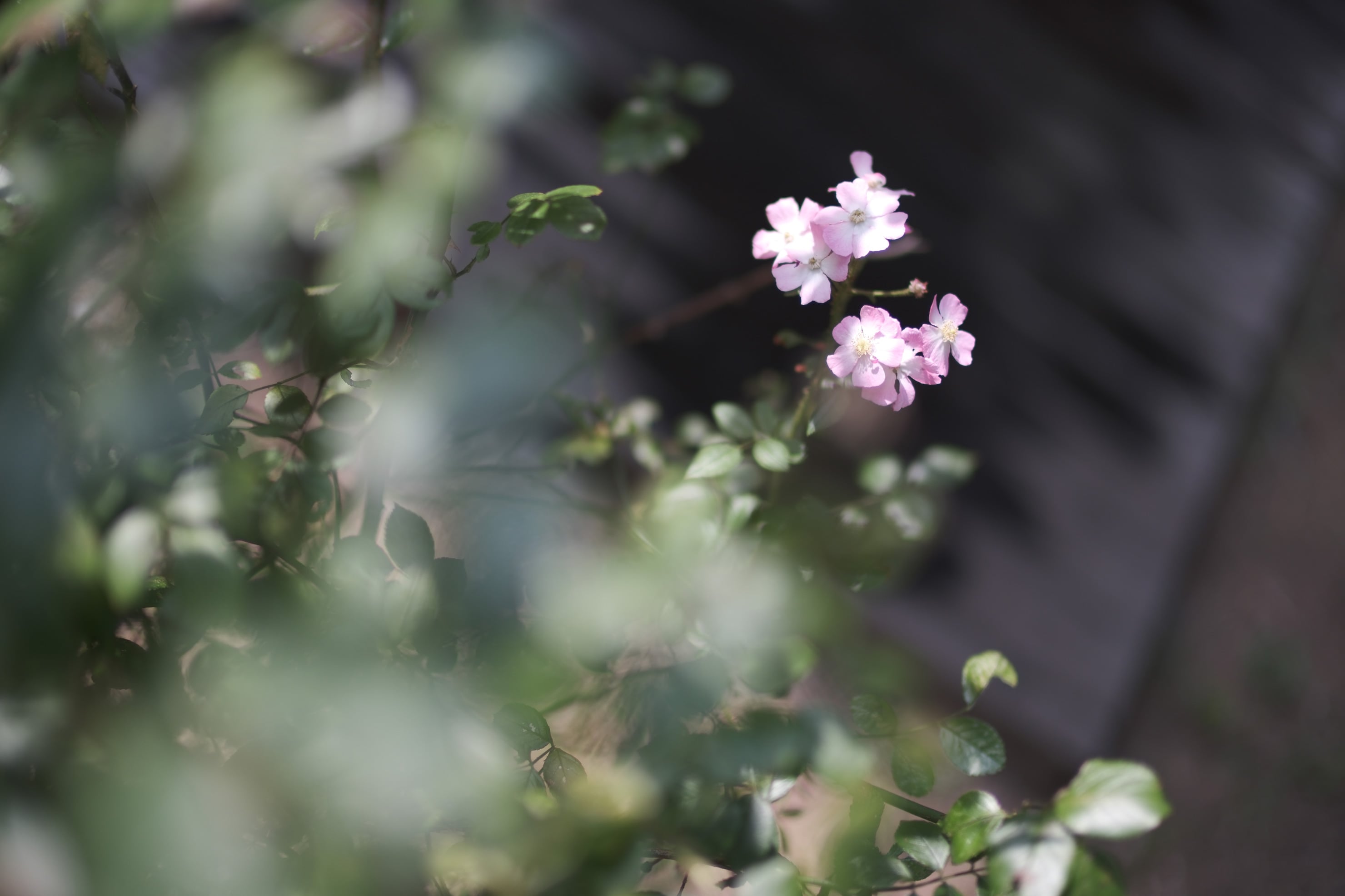 Voigtlander NOKTON 35mm F0.9 Aspherical X-mount 実写レビュー