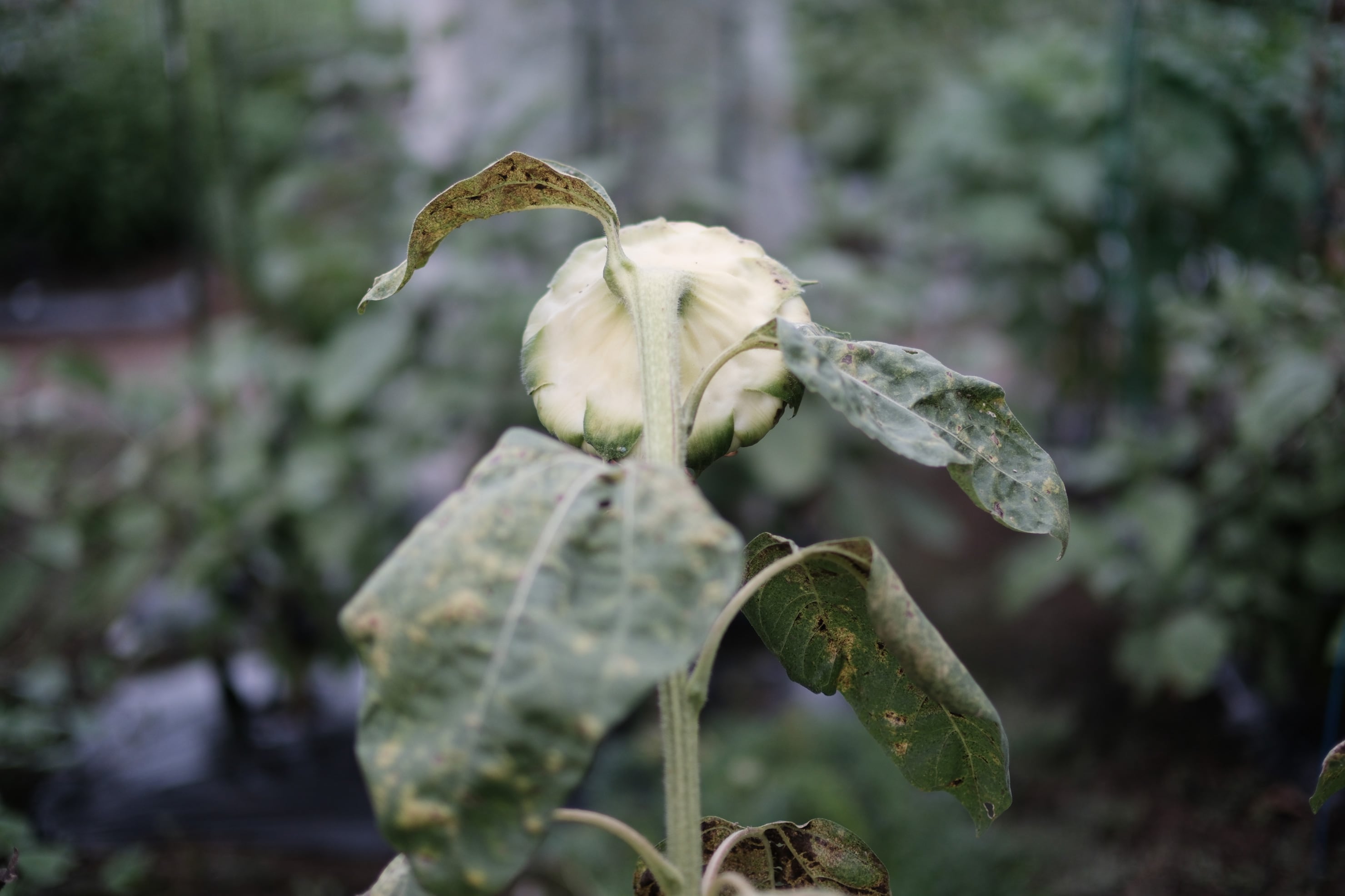 Voigtlander NOKTON 35mm F0.9 Aspherical X-mount 実写レビュー