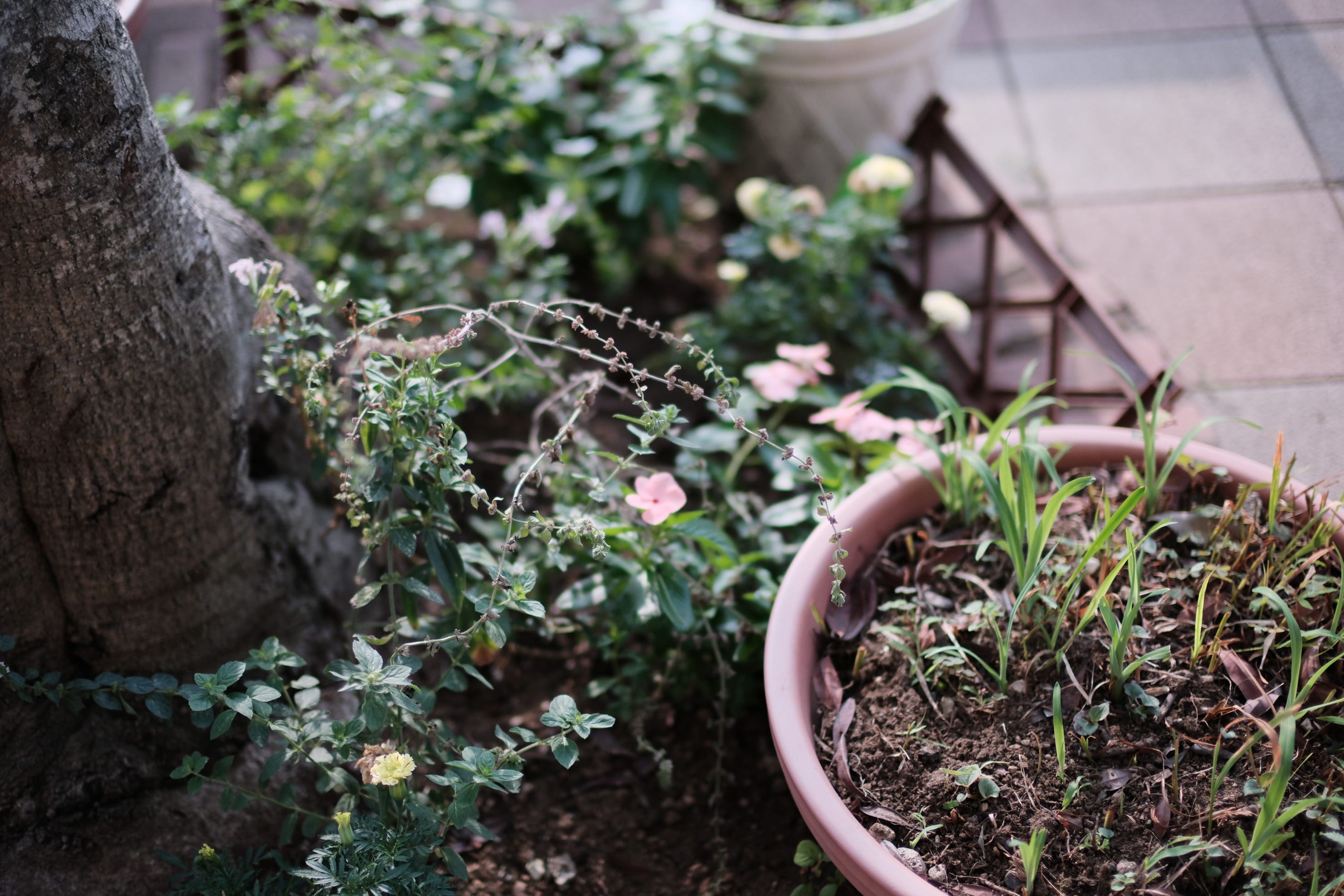 Voigtlander NOKTON 35mm F0.9 Aspherical X-mount 実写レビュー