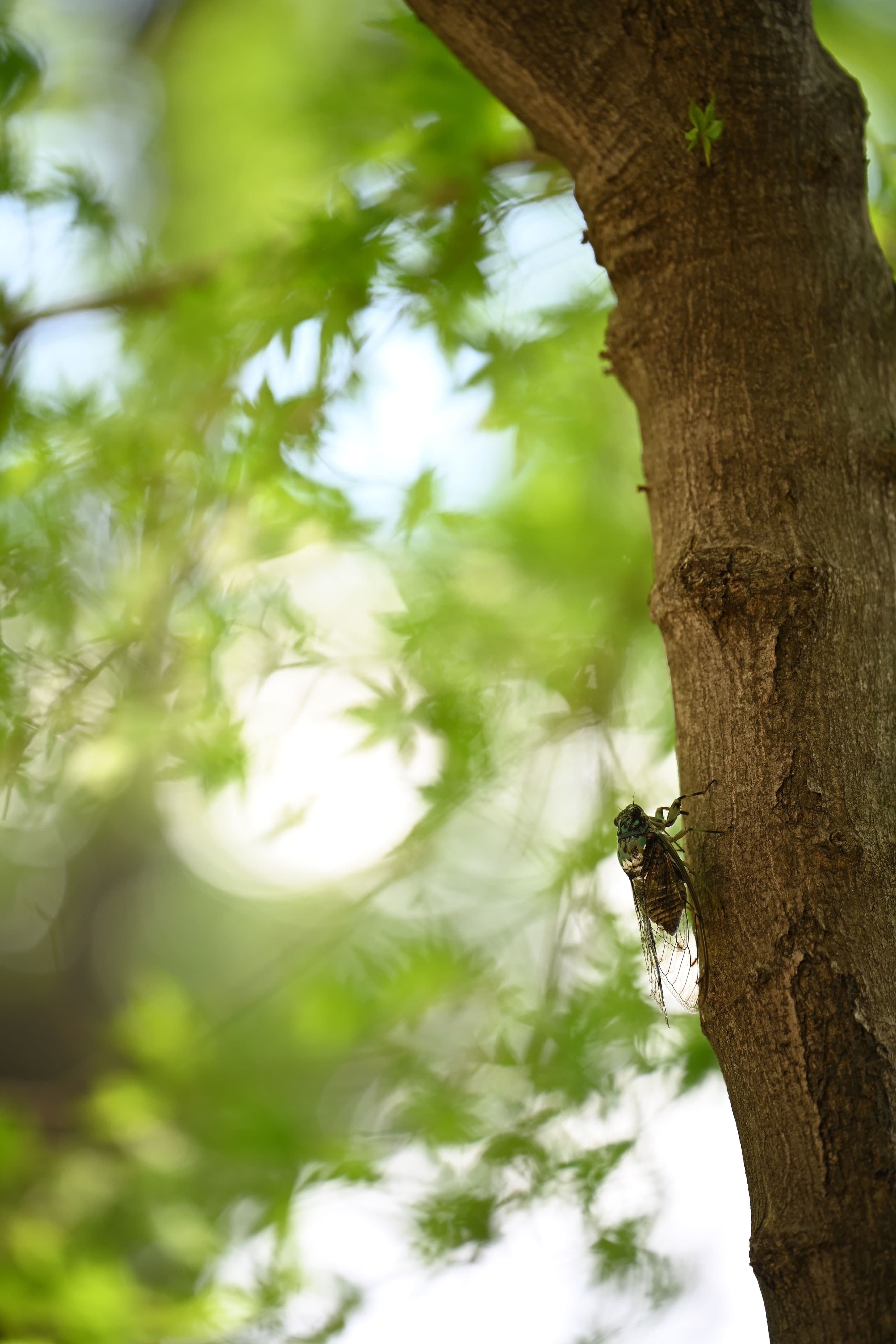 Nikon NIKKOR Z 70-180mm f/2.8 レビュー × 落合憲弘 | 開放F値F2.8通しの望遠ズームレンズ