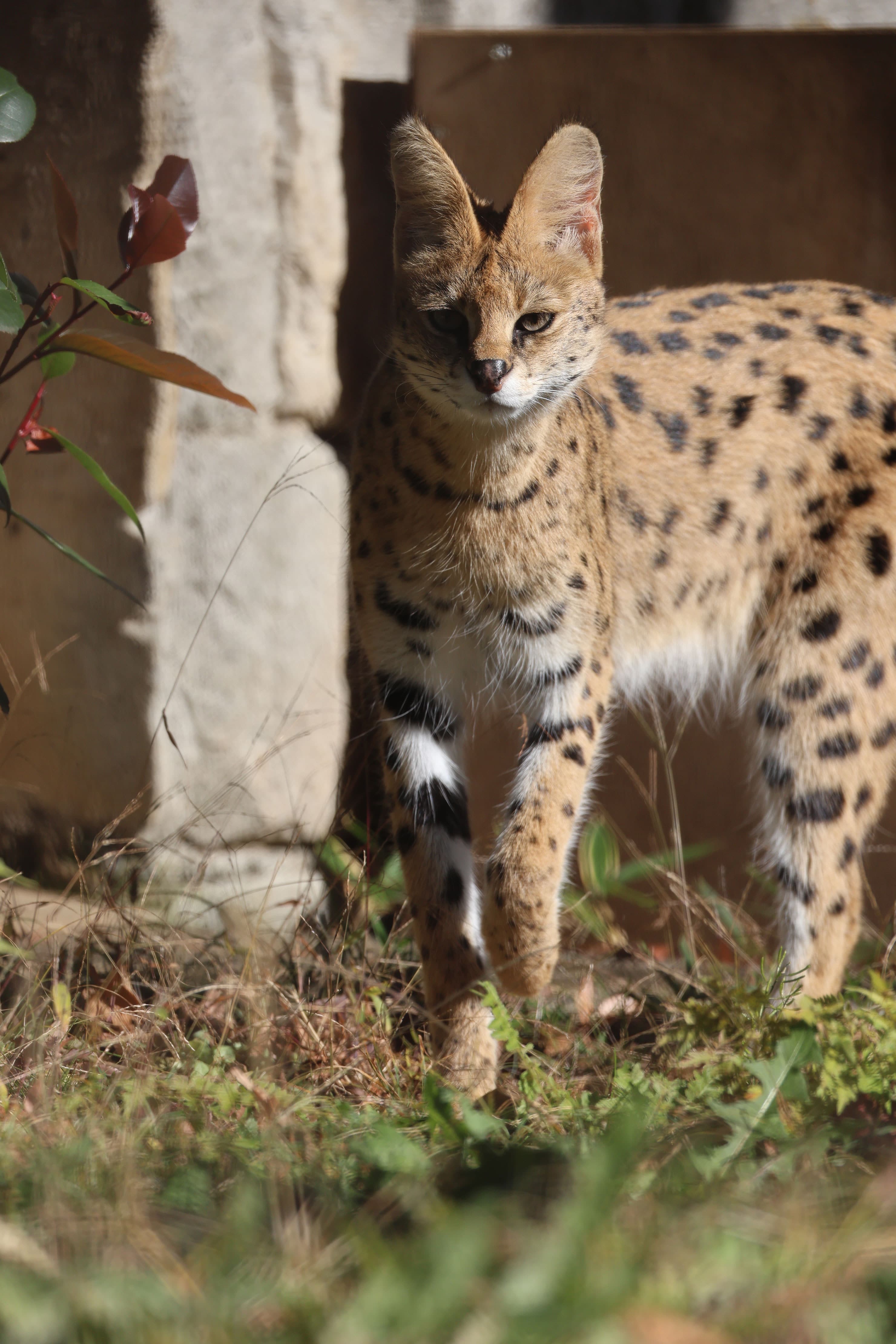 Canon RF200-800mm F6.3-9 実写レビュー