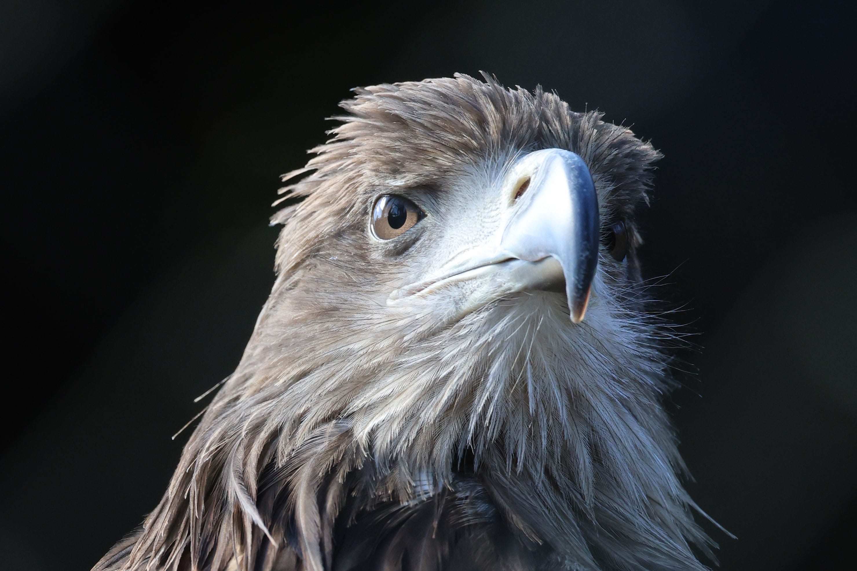 Canon RF200-800mm F6.3-9 実写レビュー