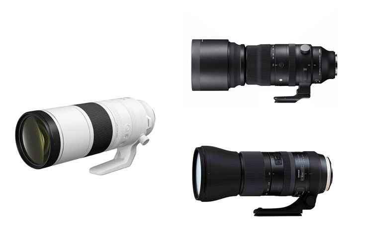 Canon RF200-800mm F6.3-9 実写レビュー