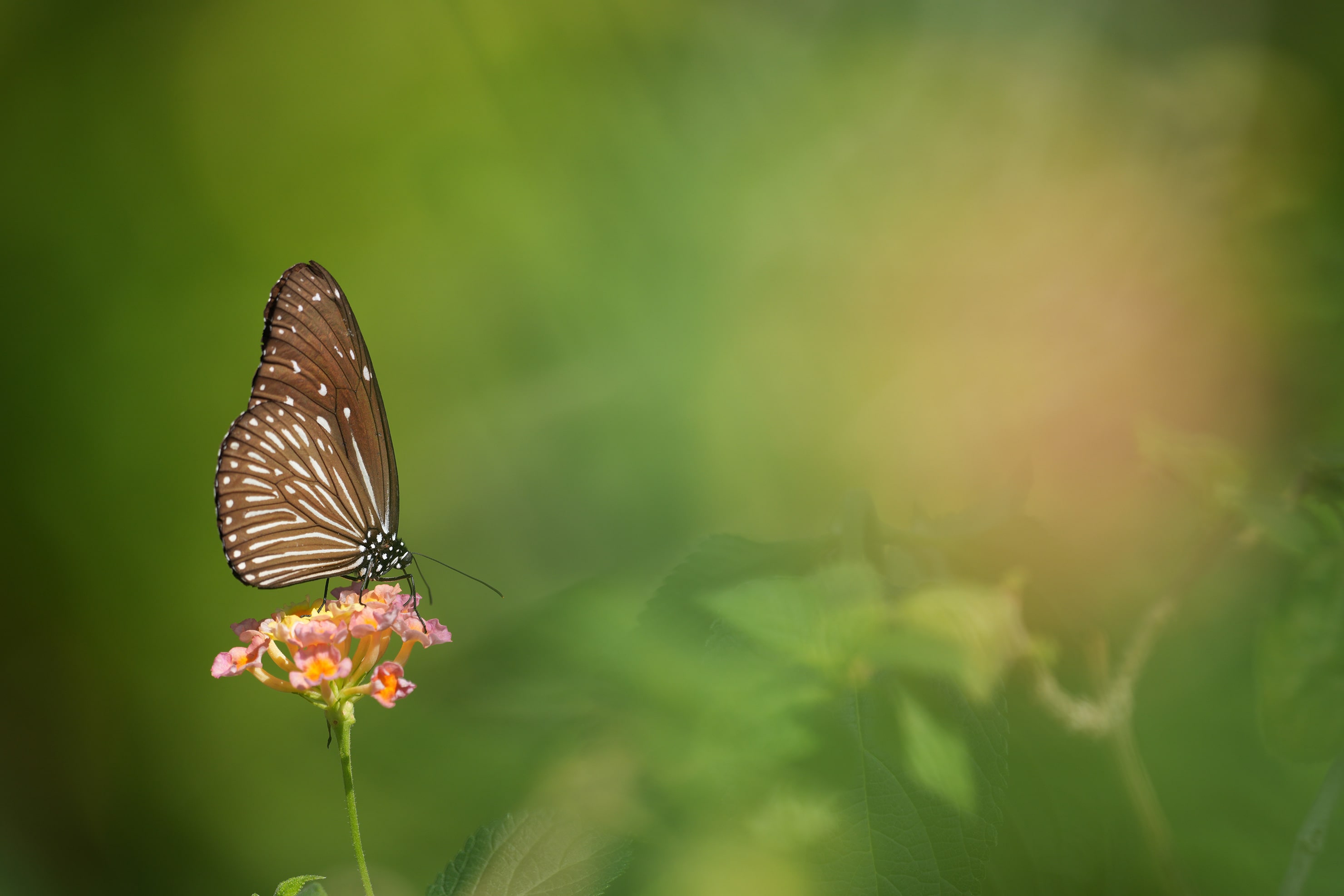 SIGMA 500mm F5.6 DG DN OS | Sports 実写レビュー